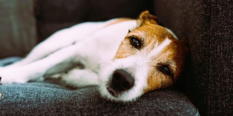 About Us | Frank Magazine