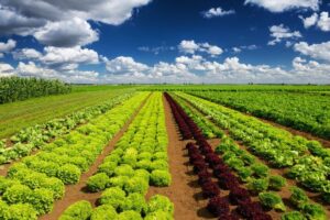 The Future of Agriculture in Canada: Sustainability and Innovation ...